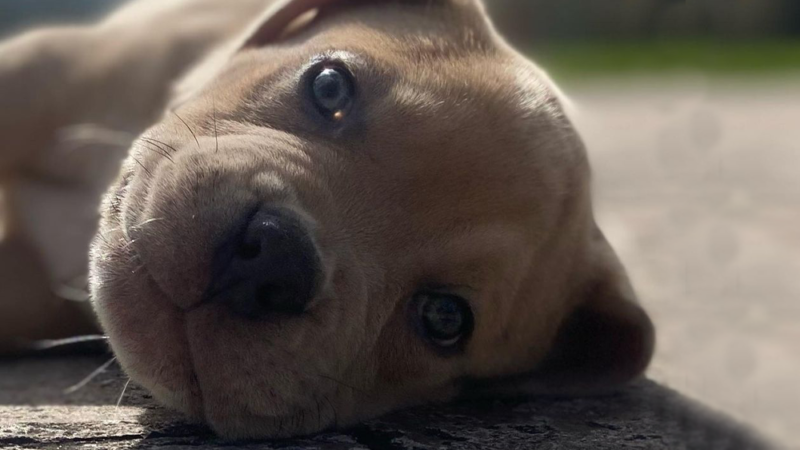 Home of the Biggest Merle & Tri Exotic & Extreme Style XXL Bullies