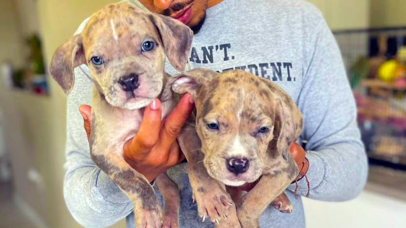 Home of the Biggest Merle & Tri Exotic & Extreme Style XXL Bullies