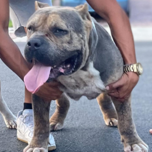 Home of the Biggest Merle & Tri Exotic & Extreme Style XXL Bullies