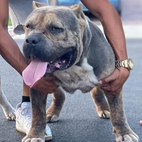 Home of the Biggest Merle & Tri Exotic & Extreme Style XXL Bullies