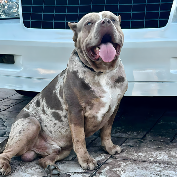 Home of the Biggest Merle & Tri Exotic & Extreme Style XXL Bullies